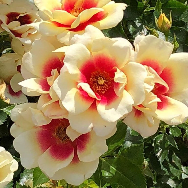 Rožu stādi Archives - Natalijas Rozes