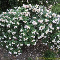 Rožu stādi Archives - Natalijas Rozes