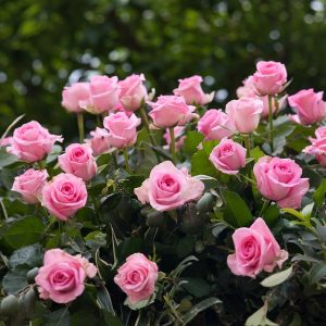 Rožu stādi Archives - Natalijas Rozes