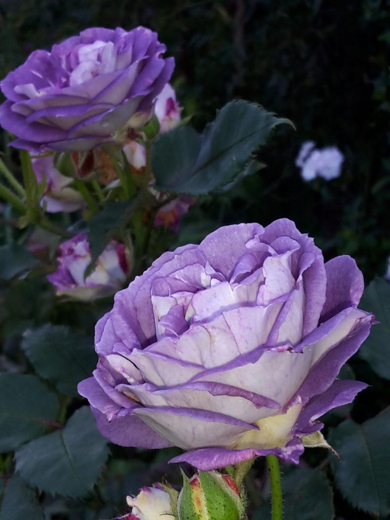 Blue Tango - Natalijas Rozes