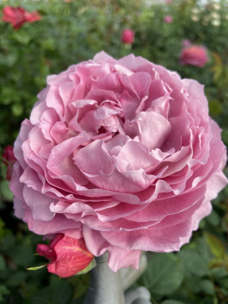 Julietta Rose - Natalijas Rozes